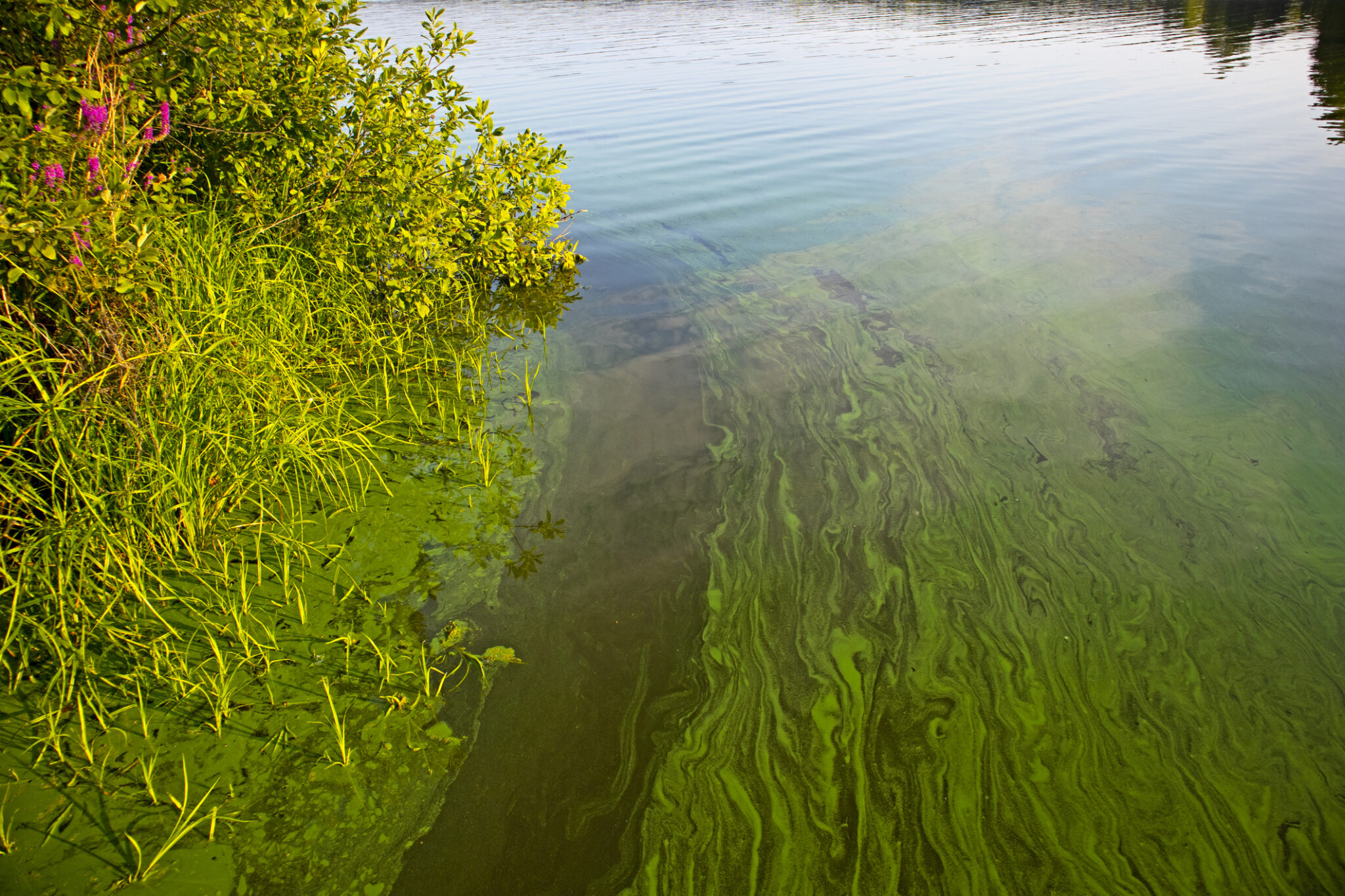 NCDHHS: Be Very Careful on the Chowan River This Summer - North ...