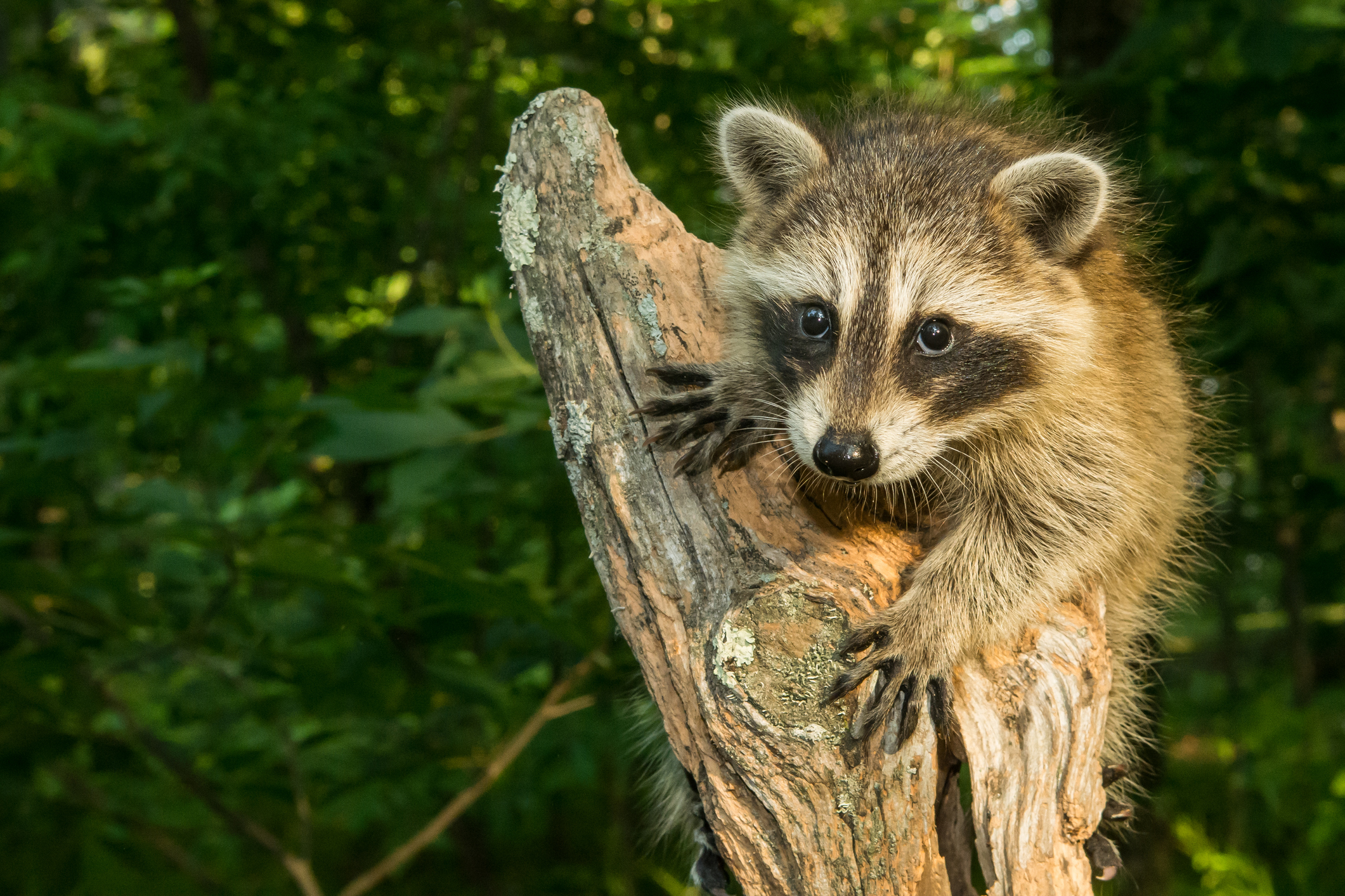 Wild Raccoons Rabies Vaccine Initiative Begins Soon in Western North ...