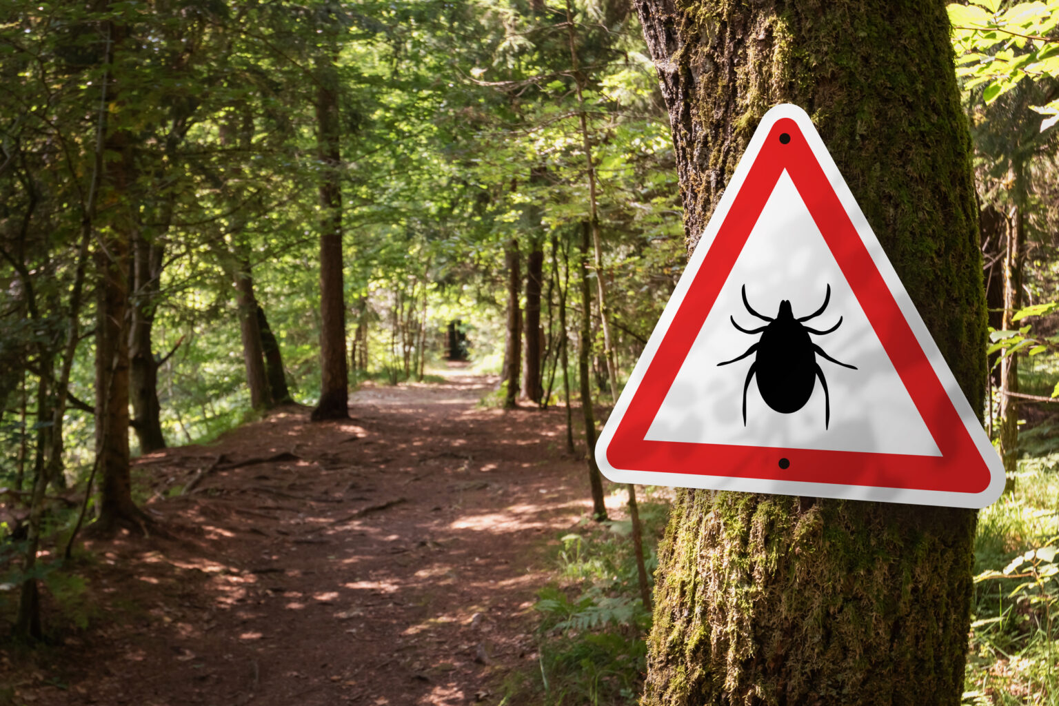 Confused on How to Properly Remove a Tick from Your Skin? Tick Bite Bot ...